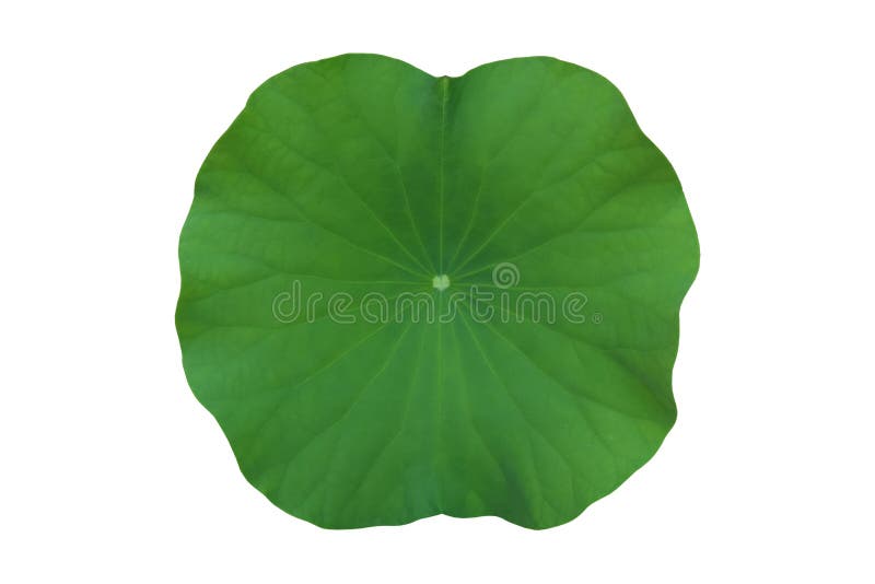 Isolated Single Green Lotus Leaf Stock Image - Image of beauty, fileds ...
