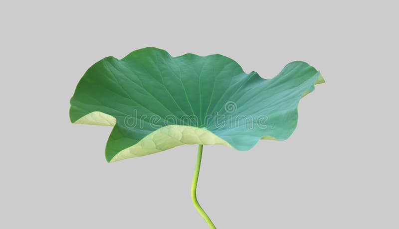 Isolated Single Green Lotus Leaf Stock Image - Image of beauty, fileds ...