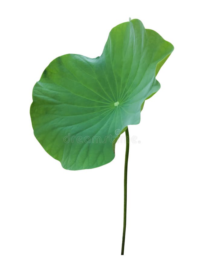 Single Red Lotus Flower With Green Leaves Stock Image - Image of ...