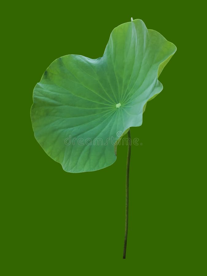 Single Red Lotus Flower With Green Leaves Stock Image - Image of ...