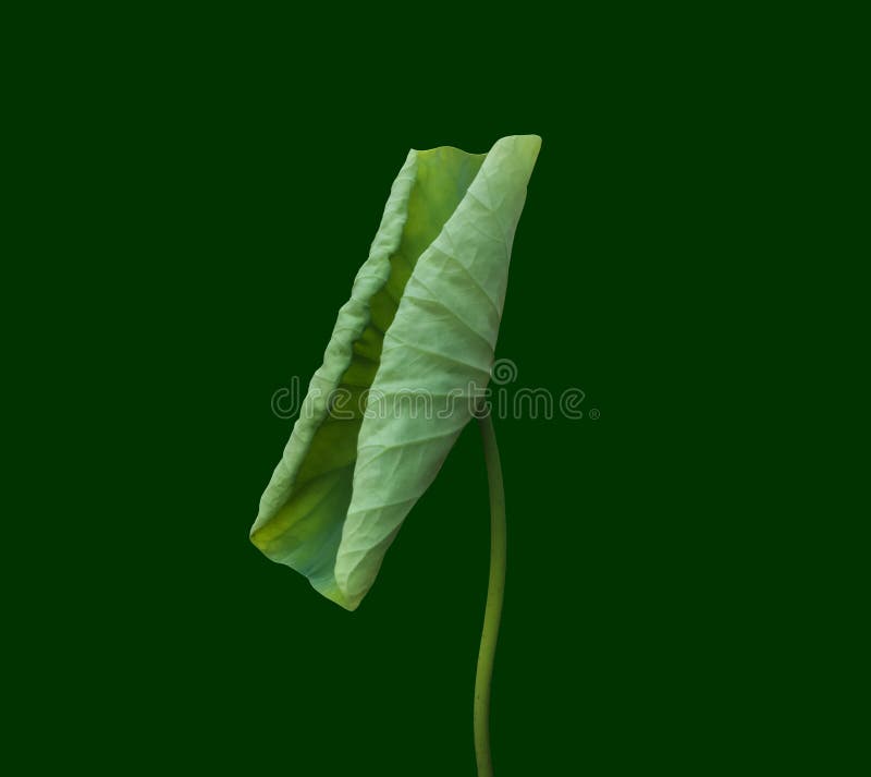 Single Red Lotus Flower With Green Leaves Stock Image - Image of ...