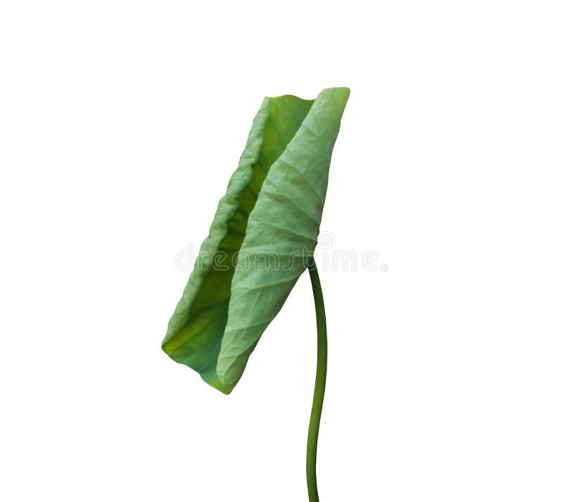 Isolated Single Green Lotus Leaf Stock Image - Image of beauty, fileds ...