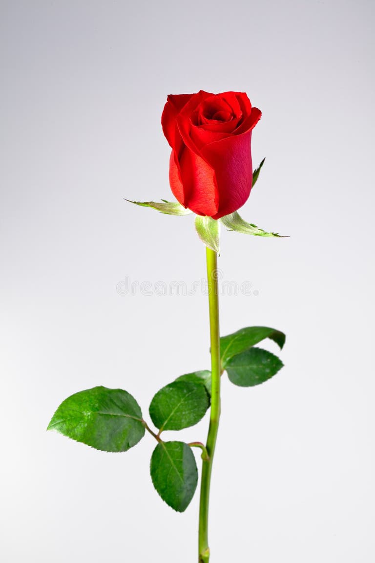 3,388 Long Stem Rose Stock Photos - Free & Royalty-Free Stock Photos ...