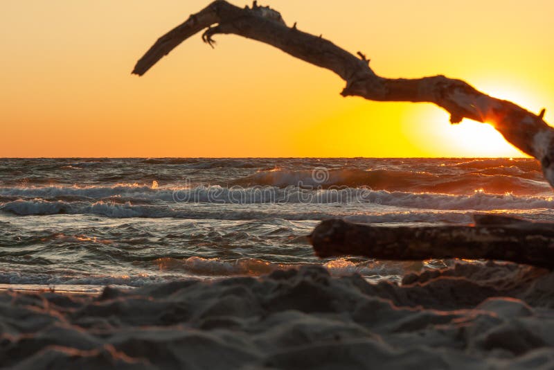 Isolated Single Tree Bough Against the Sea Stock Photo - Image of ...