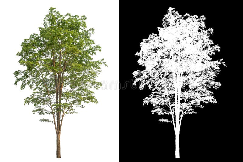 Isolated Single Tree with Clipping Path and Alpha Channel on Black ...