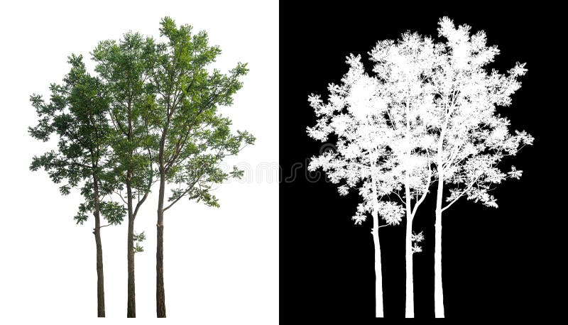 Isolated Single Tree with Clipping Path and Alpha Channel on Black ...