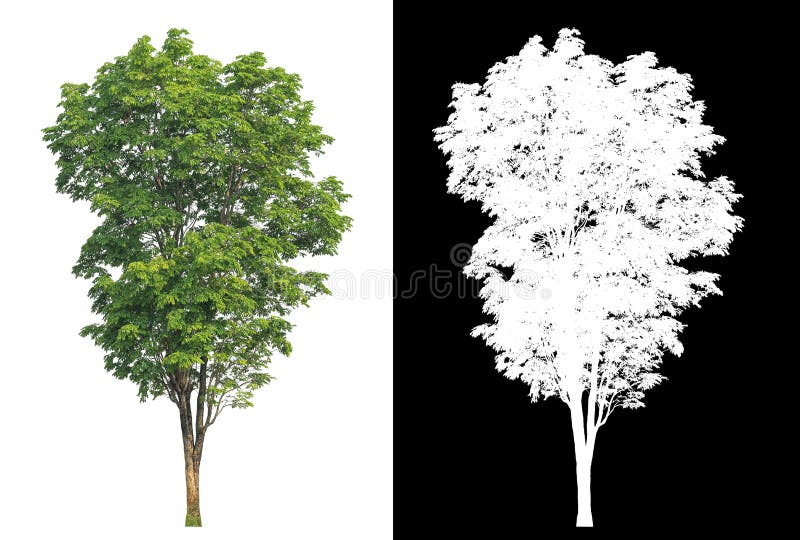 Isolated Single Tree with Clipping Path and Alpha Channel on Black ...