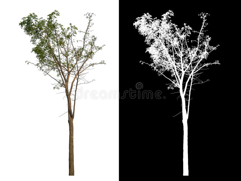 Isolated Single Tree with Clipping Path and Alpha Channel on Black ...