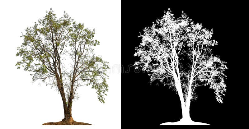 Isolated Single Tree with Clipping Path and Alpha Channel on Black ...