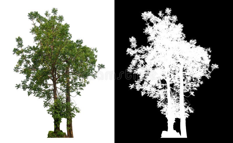 Isolated Single Tree with Clipping Path and Alpha Channel on Black ...