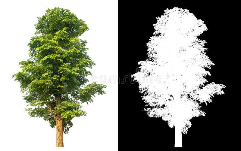 Isolated Single Tree with Clipping Path and Alpha Channel on Black ...