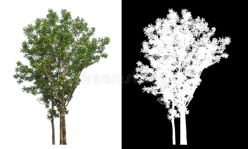 Isolated Single Tree with Clipping Path and Alpha Channel on Black ...