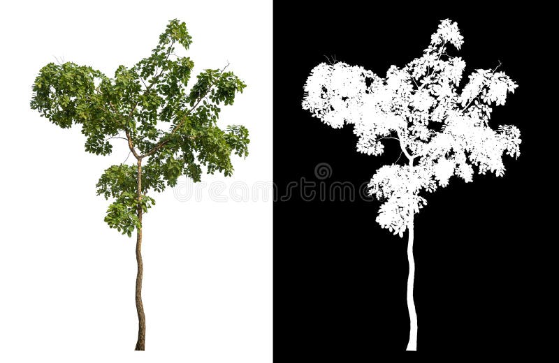 Isolated Single Tree with Clipping Path and Alpha Channel on Black ...