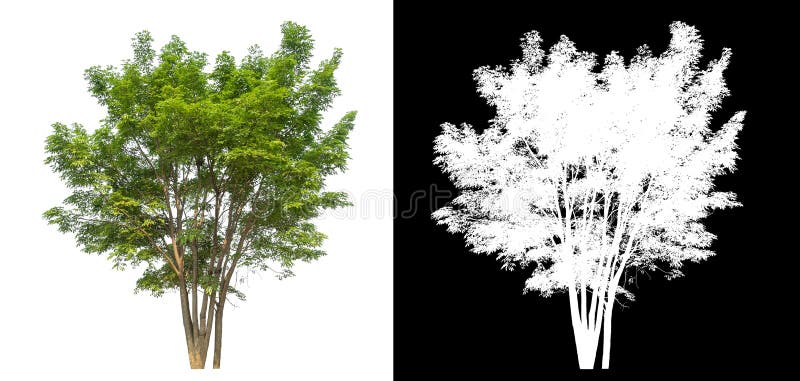 Isolated Single Tree with Clipping Path and Alpha Channel on Black ...