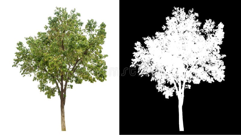 Isolated Single Tree with Clipping Path and Alpha Channel on Black ...