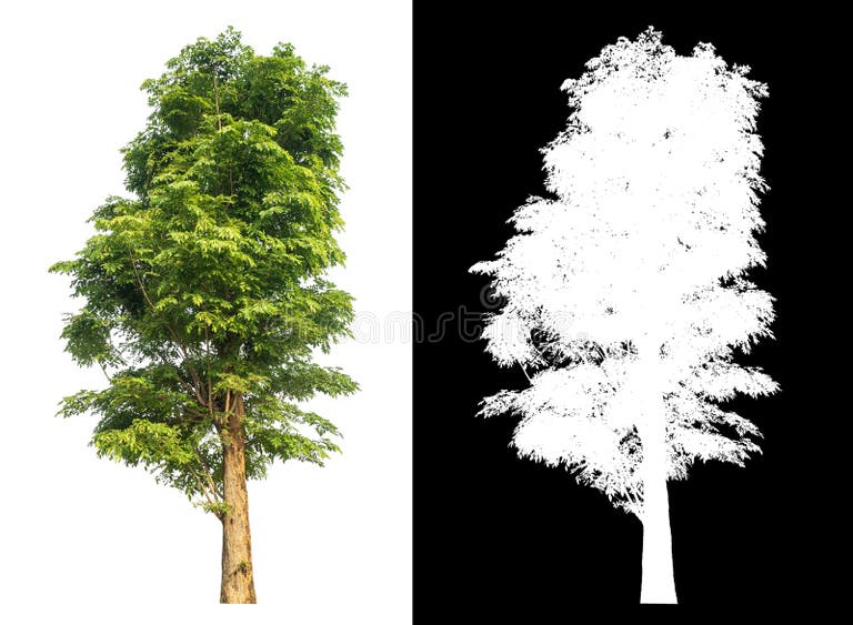 Isolated Single Tree with Clipping Path and Alpha Channel on Black ...