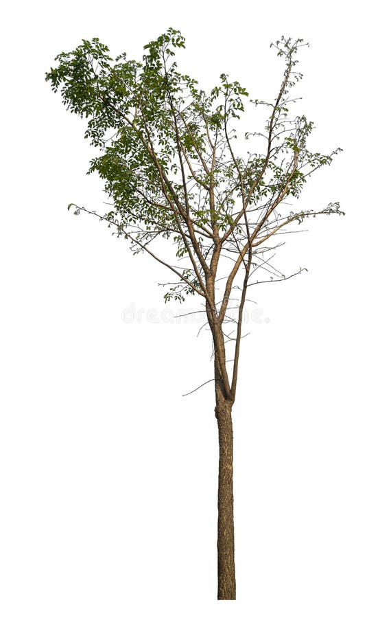 9,879 Tree Alpha Stock Photos - Free & Royalty-Free Stock Photos from ...