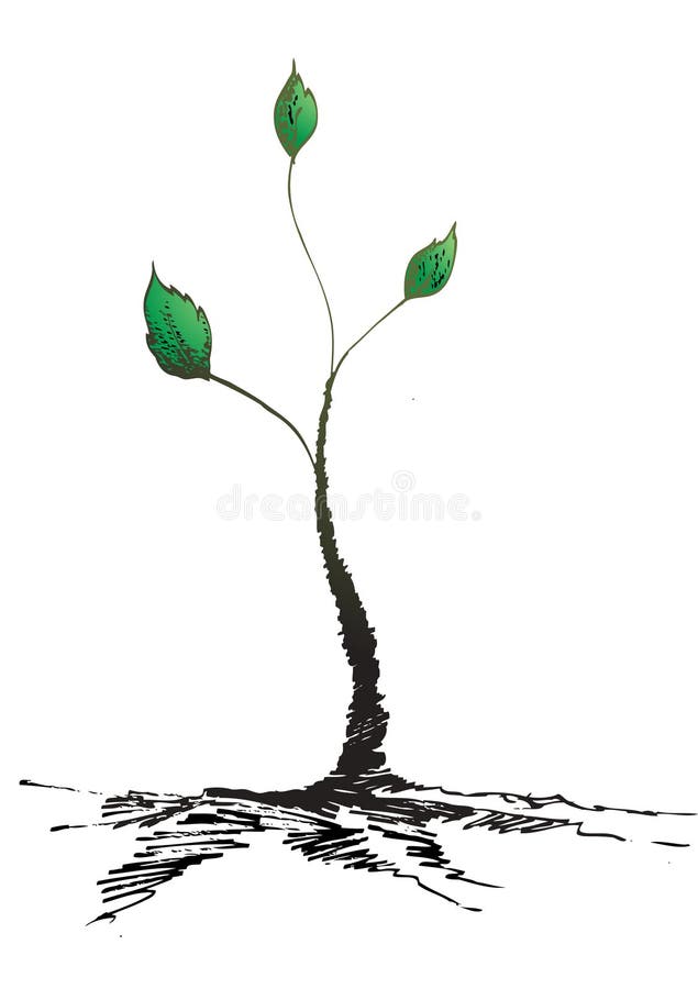 Isolated Single Tree in Sketch Style Stock Illustration - Illustration ...