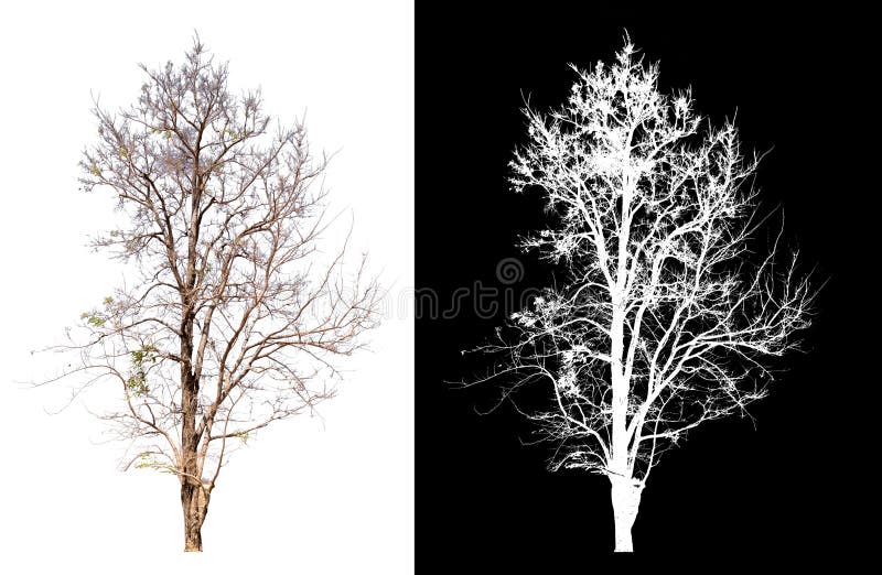 Isolated Single Big Tree on White Background Stock Image - Image of ...