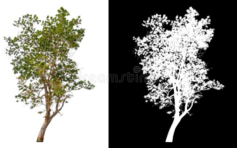 Isolated Single Big Tree on White Background Stock Image - Image of ...