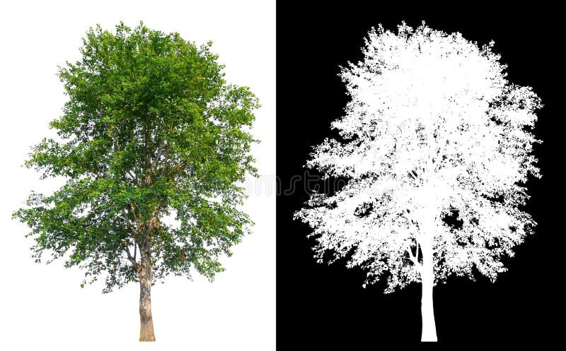 Isolated Single Tree On White Background With Clipping Path Stock Image ...
