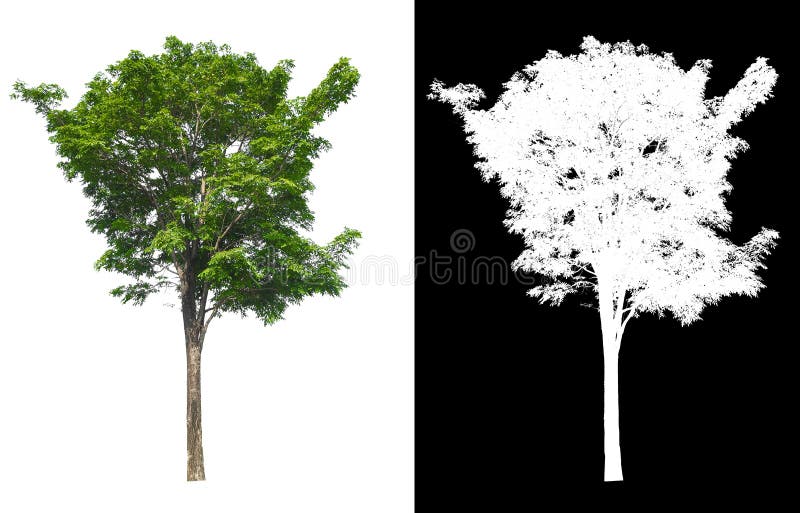 1,346 Tree Alpha Texture Stock Photos - Free & Royalty-Free Stock ...