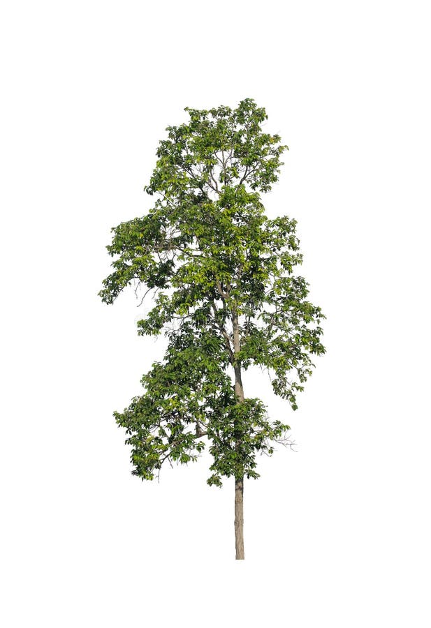 Isolated Single Tree on White Background for Web Page Stock Image ...