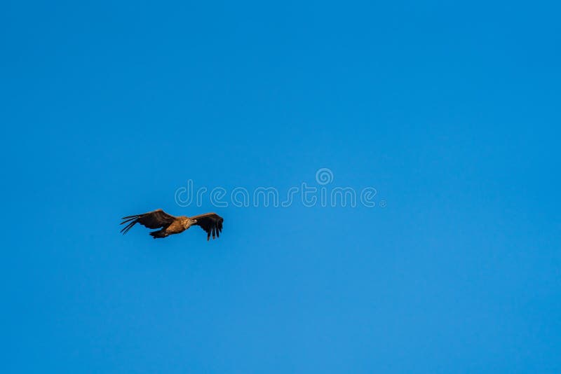 Isolated Single Vulture on Clear Blue Sky Stock Image - Image of bottom ...
