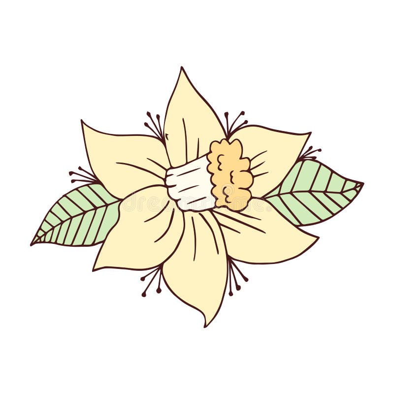 Isolated Sketch of a Flower Spring Time Vector Stock Vector ...