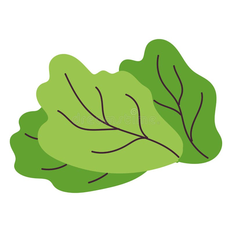 Isolated Sketch of a Lettuce Icon Flat Design Vector Stock Vector ...