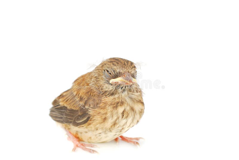 Isolated Sleepy Baby Sparrow Stock Photo - Image of isolated, avian ...
