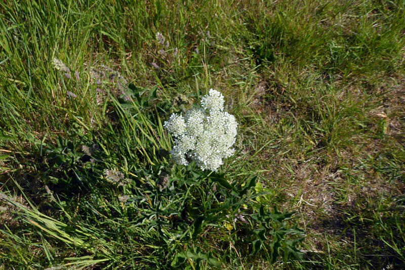 Isolated small Hogweed stock photo. Image of attractive - 248890040