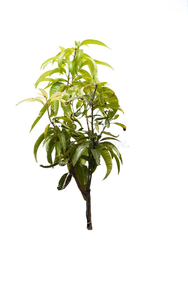Isolated of Small Mango Tree Stock Photo - Image of foliage, natural ...