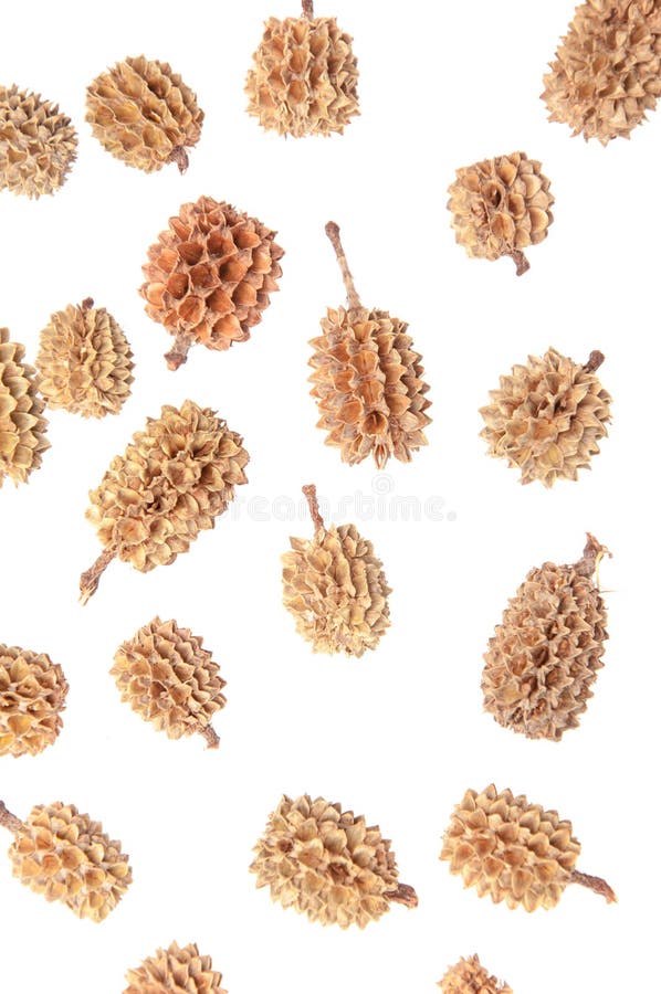 Isolated cone stock photo. Image of color, environment - 47281424