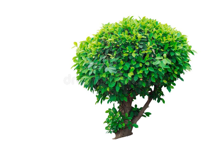 Isolated small tree stock image. Image of forest, light - 123137751