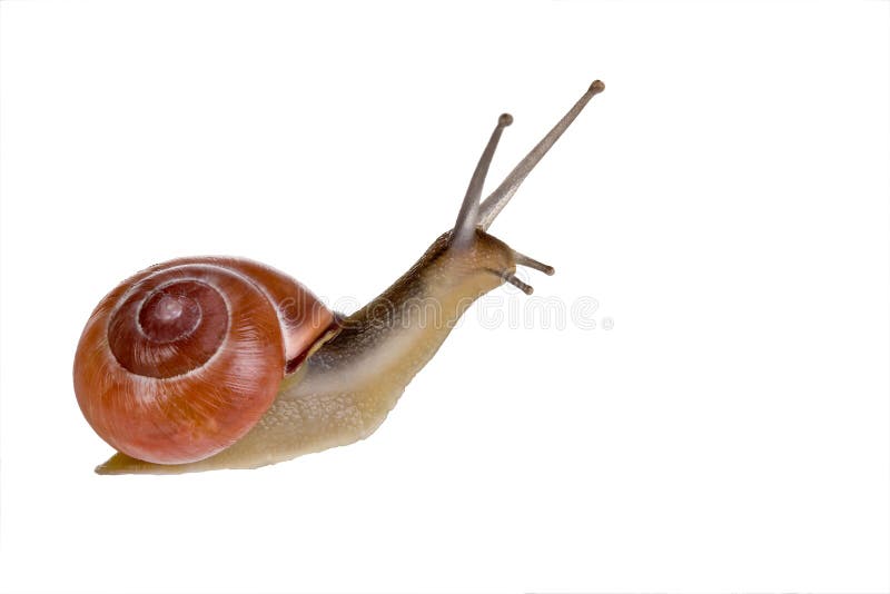 Isolated snail stock photo. Image of escargots, climbing - 9852284