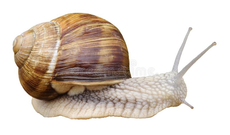 Kestrel isolated stock image. Image of predator, plumage - 50290019