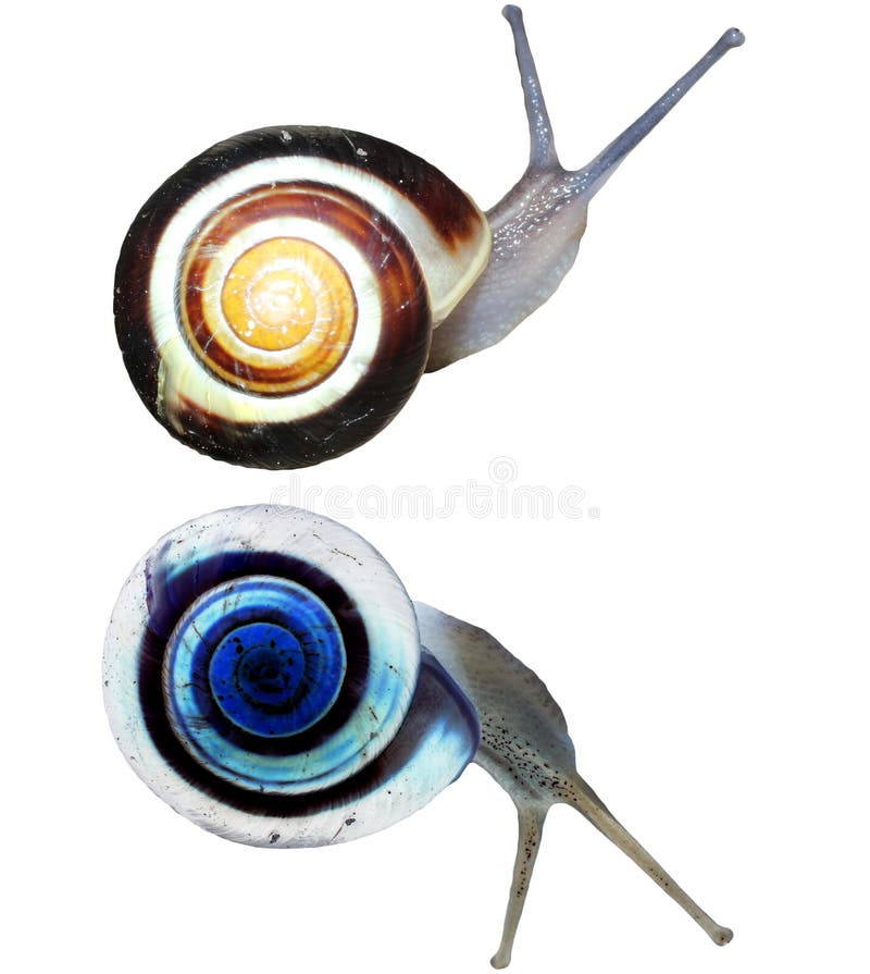 Isolated Snail Negative Reflection Stock Photo - Image of background ...
