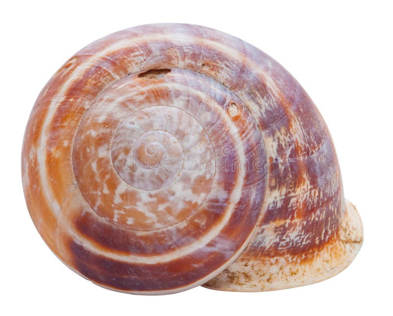 Isolated Snail stock image. Image of spiral, snail, hard - 69344075