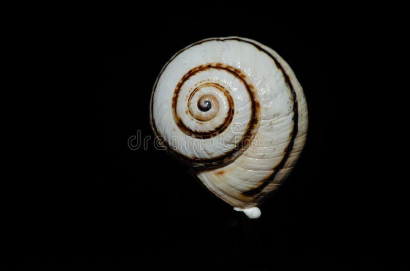 Isolated Snail Shell on Black Background Stock Image - Image of nature ...