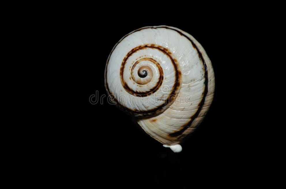 Isolated Snail Shell on Black Background Stock Image - Image of nature ...