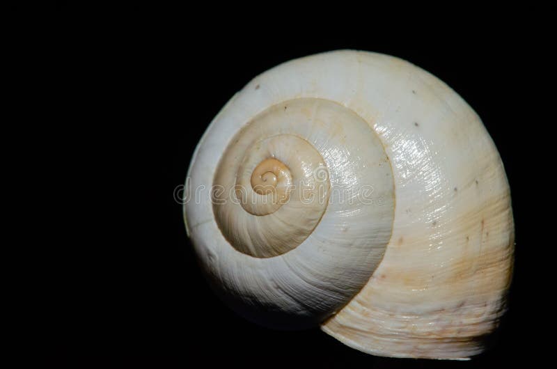 Isolated Snail Shell on Black Background Stock Image - Image of beauty ...