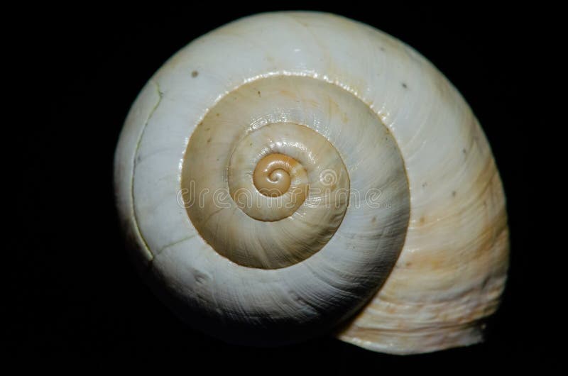 Isolated Snail Shell on Black Background Stock Photo - Image of land ...