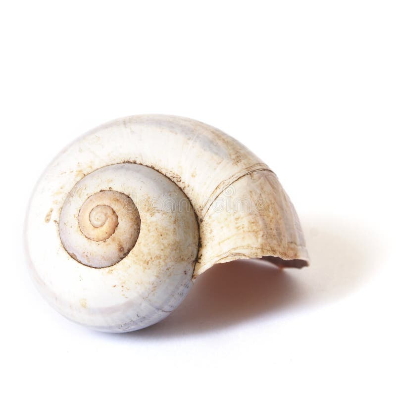 Isolated snail shell stock image. Image of pink, cream - 16722179