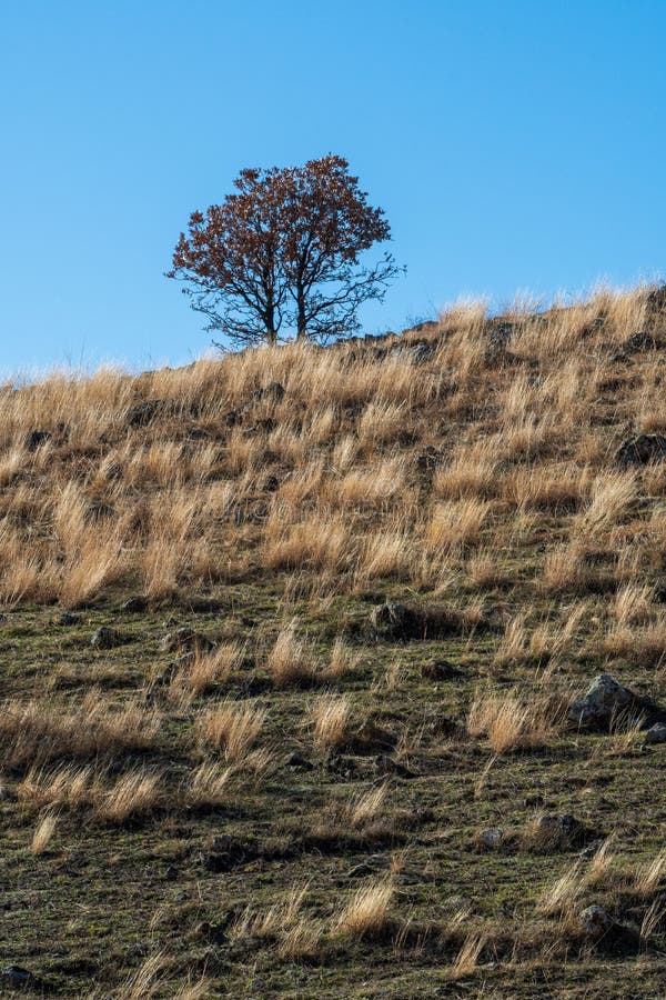 Isolated Solitary Tree Standing Atop a Hill, Presenting a Clear and ...