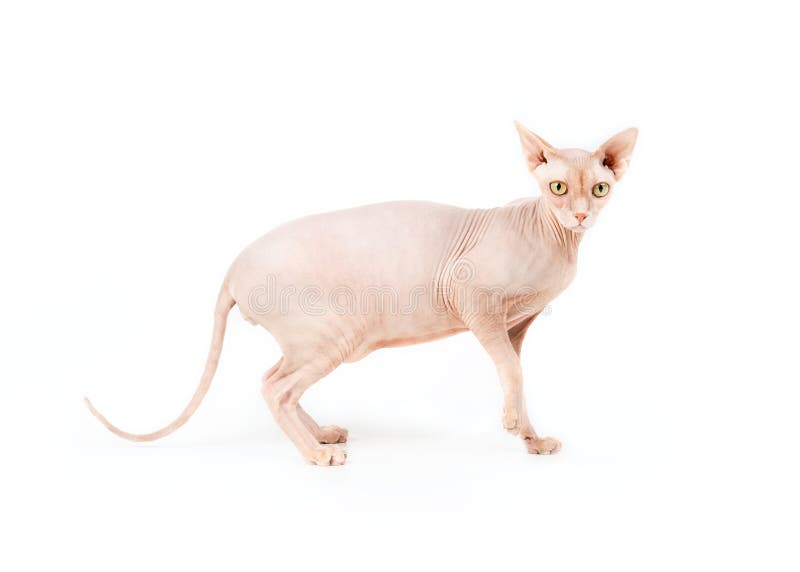 187 Sphynx Cat Full Body Stock Photos - Free & Royalty-Free Stock ...