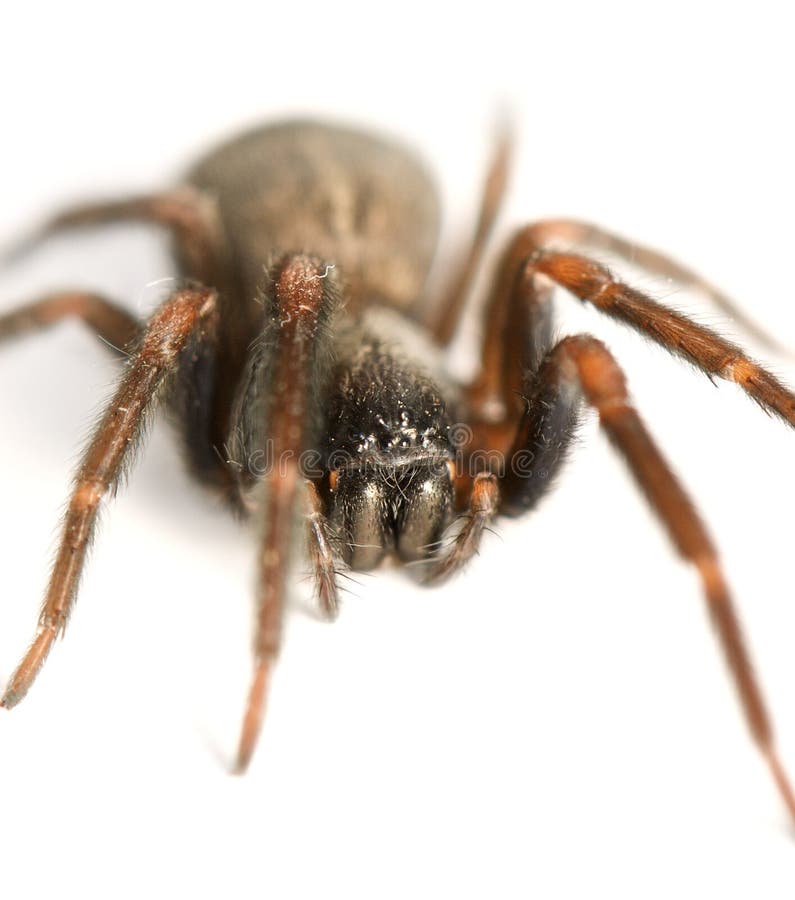 Spider stock photo. Image of eight, creepy, spiders, closeup - 9625534