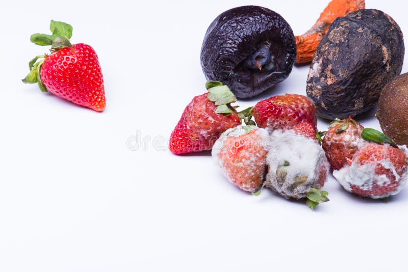 Isolated Spoiled Strawberry Stock Photo - Image of macro, rotten: 51695044