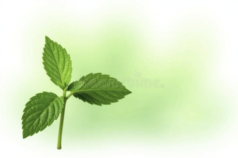 Isolated Sprig of Fresh Mint with Green Leaves and Stem, Plant, Leafy ...