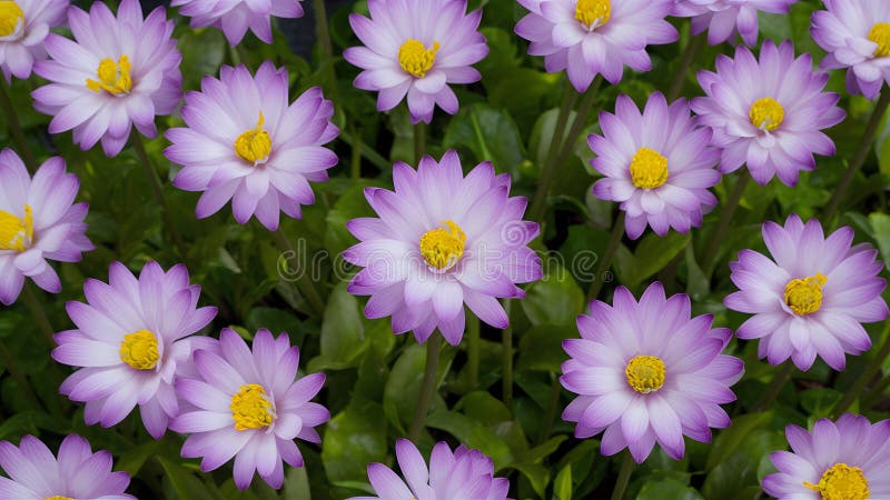 Isolated Spring Flowers with Transparent Layer, Perfect for Designs ...